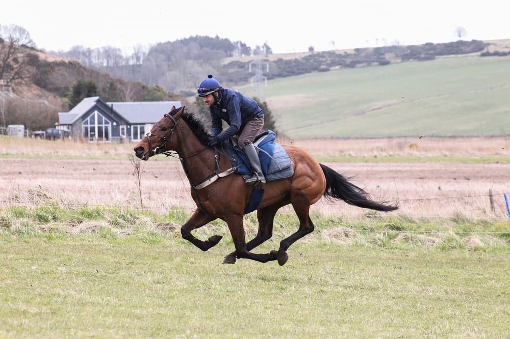 Focus on Trainer Nick Alexander - Horse Racing News and Tips